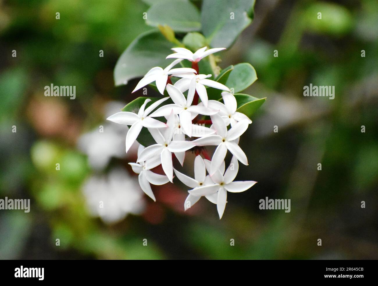 Wild jasmine hi-res stock photography and images - Alamy