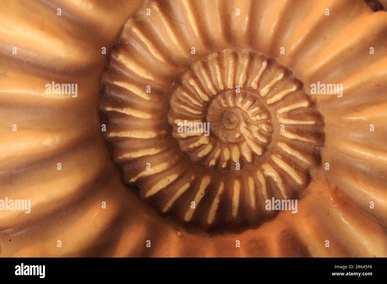 ammonites fossil as nice natural geology background Stock Photo - Alamy
