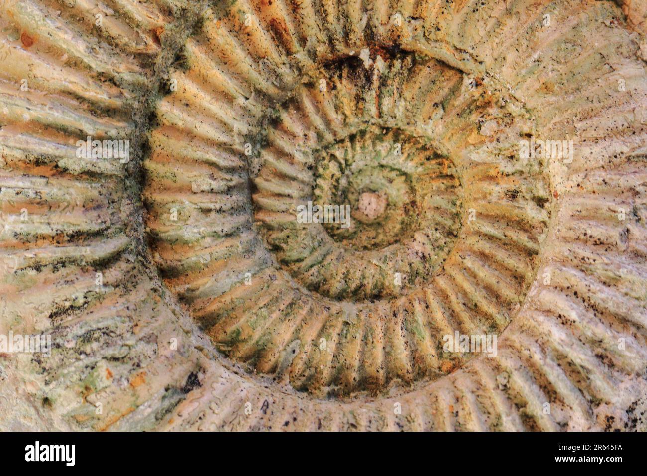 ammonites fossil as nice natural geology background Stock Photo - Alamy