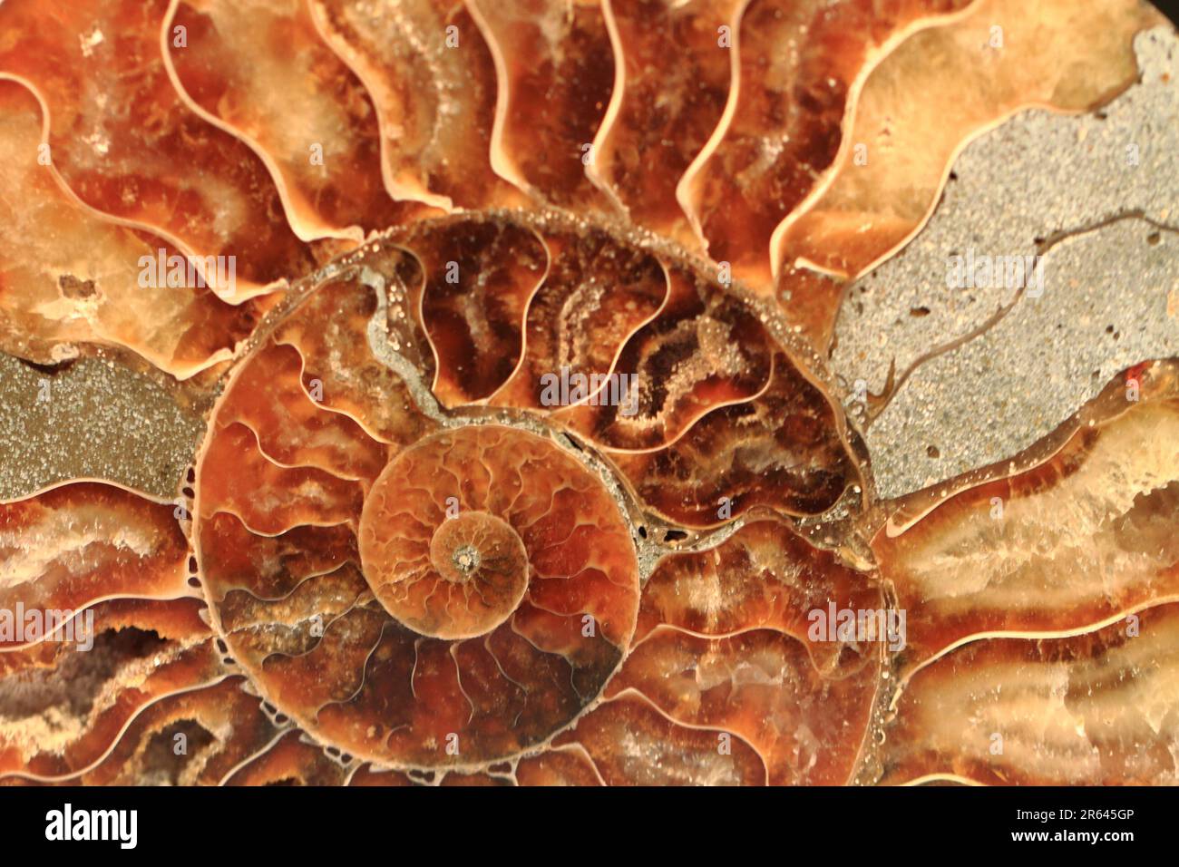 ammonites fossil as nice natural geology background Stock Photo - Alamy