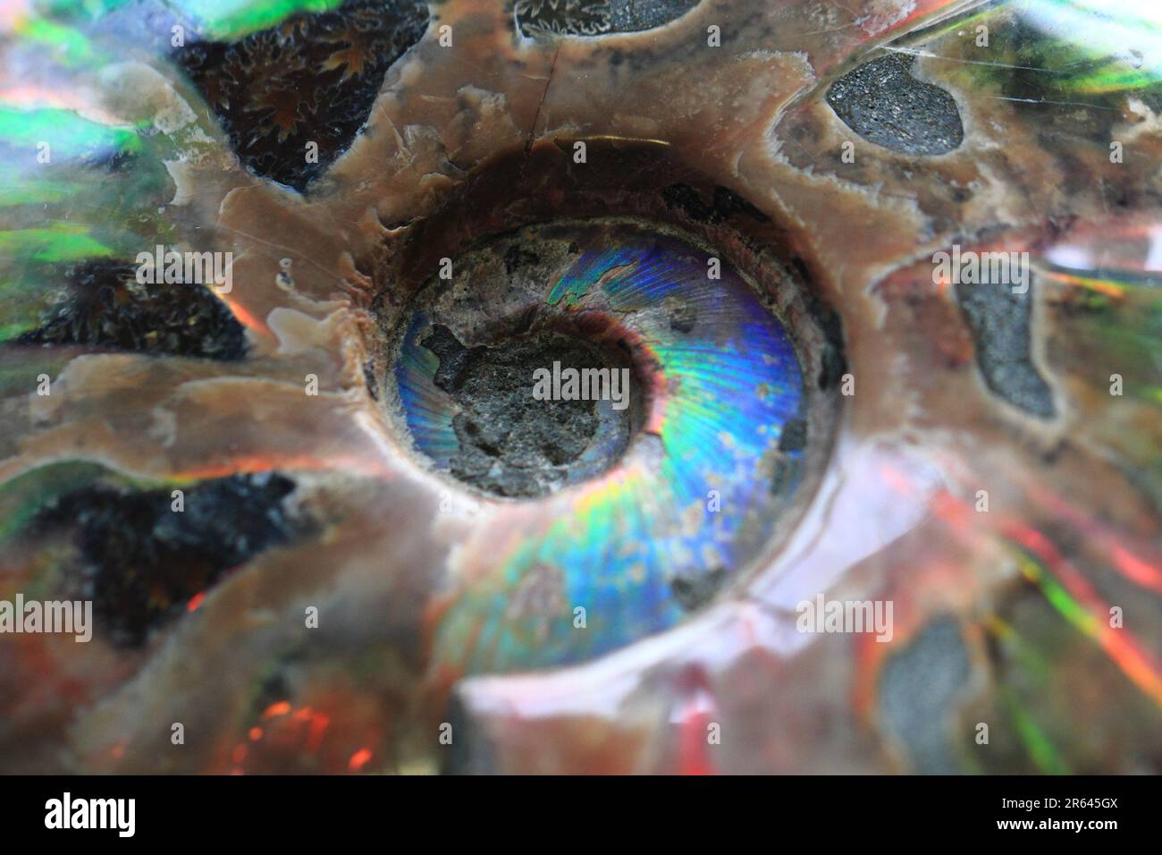 ammonites fossil as nice natural geology background Stock Photo - Alamy