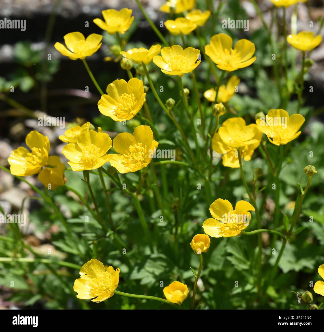 Hahnenfuss Ranunculus acris, ist eine Heilpflanze und eine Giftpflanze ...
