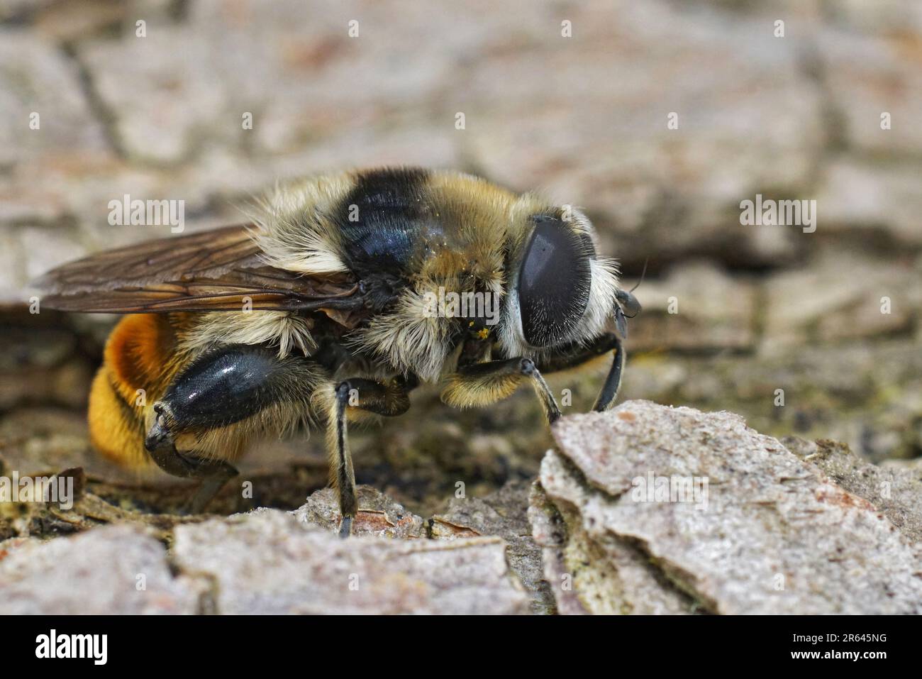 Merodon clavipes hi-res stock photography and images - Alamy