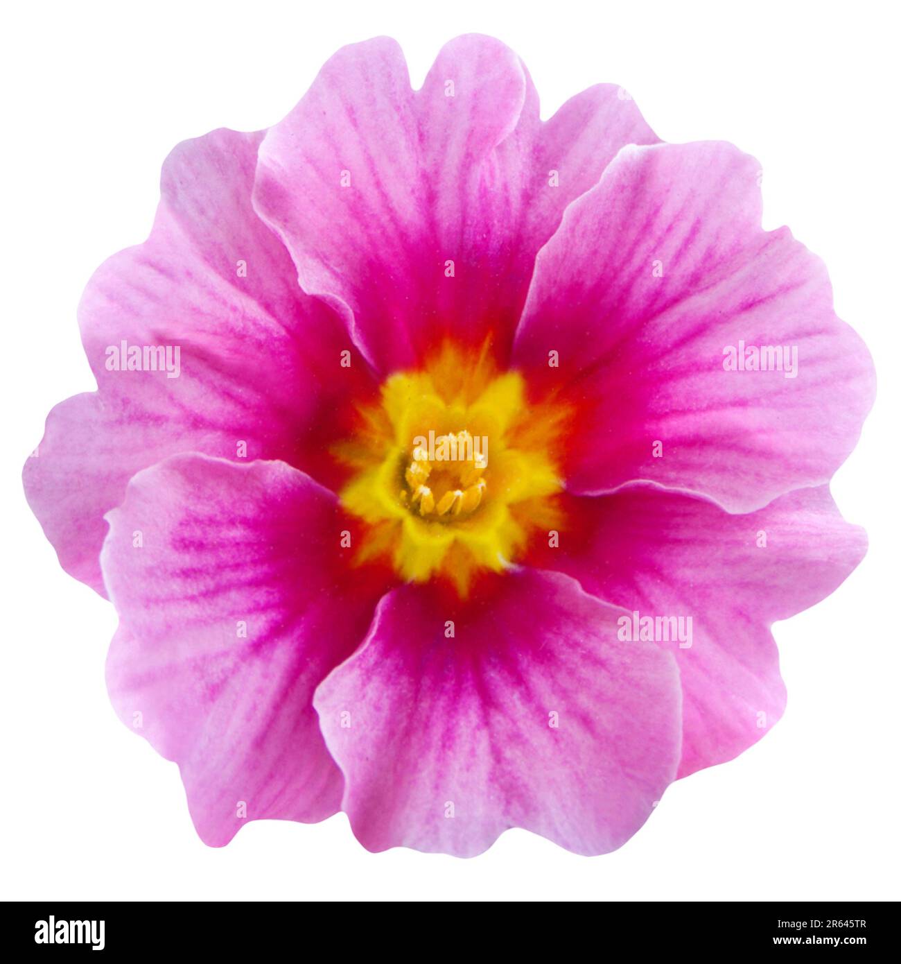 Pink Primrose isolated on white background Stock Photo - Alamy