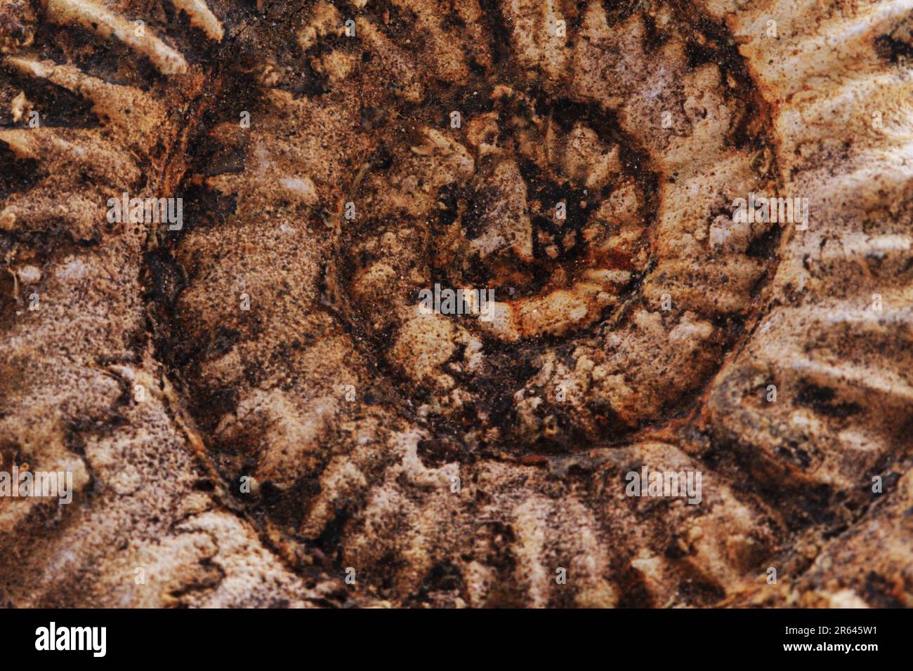 ammonites fossil as nice natural geology background Stock Photo - Alamy