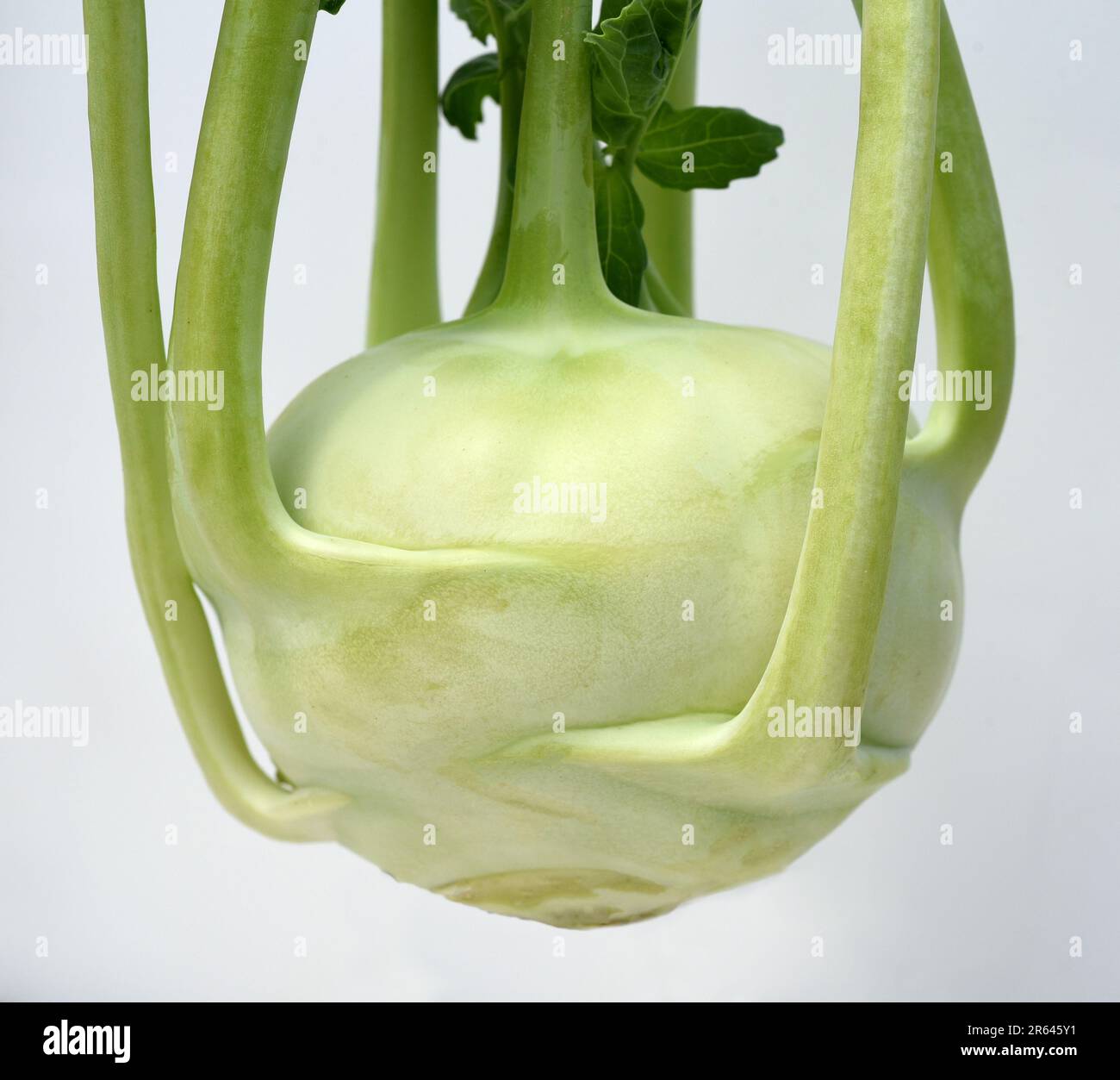 Kohlrabi, Brassica oleracea var. gongylodes, ist eine wohlschmeckende ...