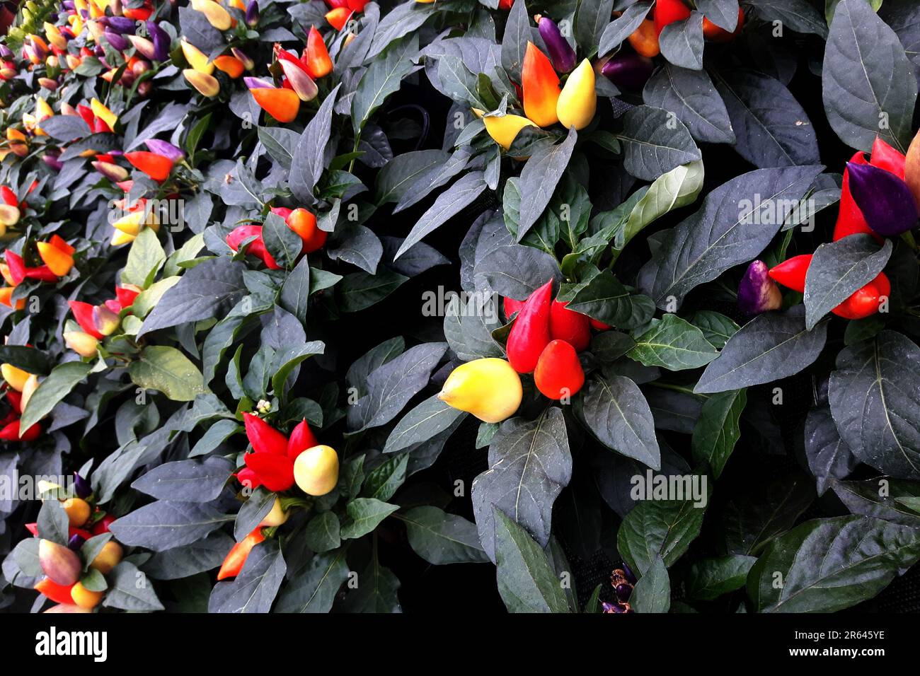 small chilli pepper plants as nice fresh spice background Stock Photo ...