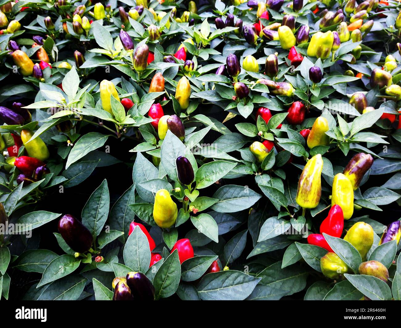 small chilli pepper plants as nice fresh spice background Stock Photo ...