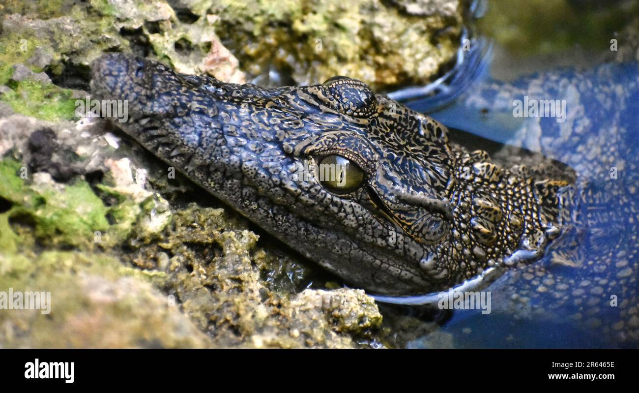 Nile Crocodile baby Stock Photo - Alamy