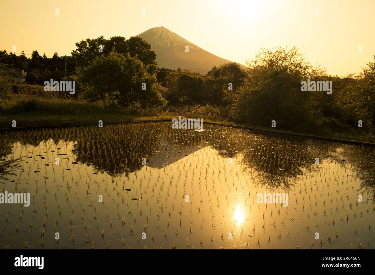 Rice paddies and Mt. Fuji Stock Photo - Alamy