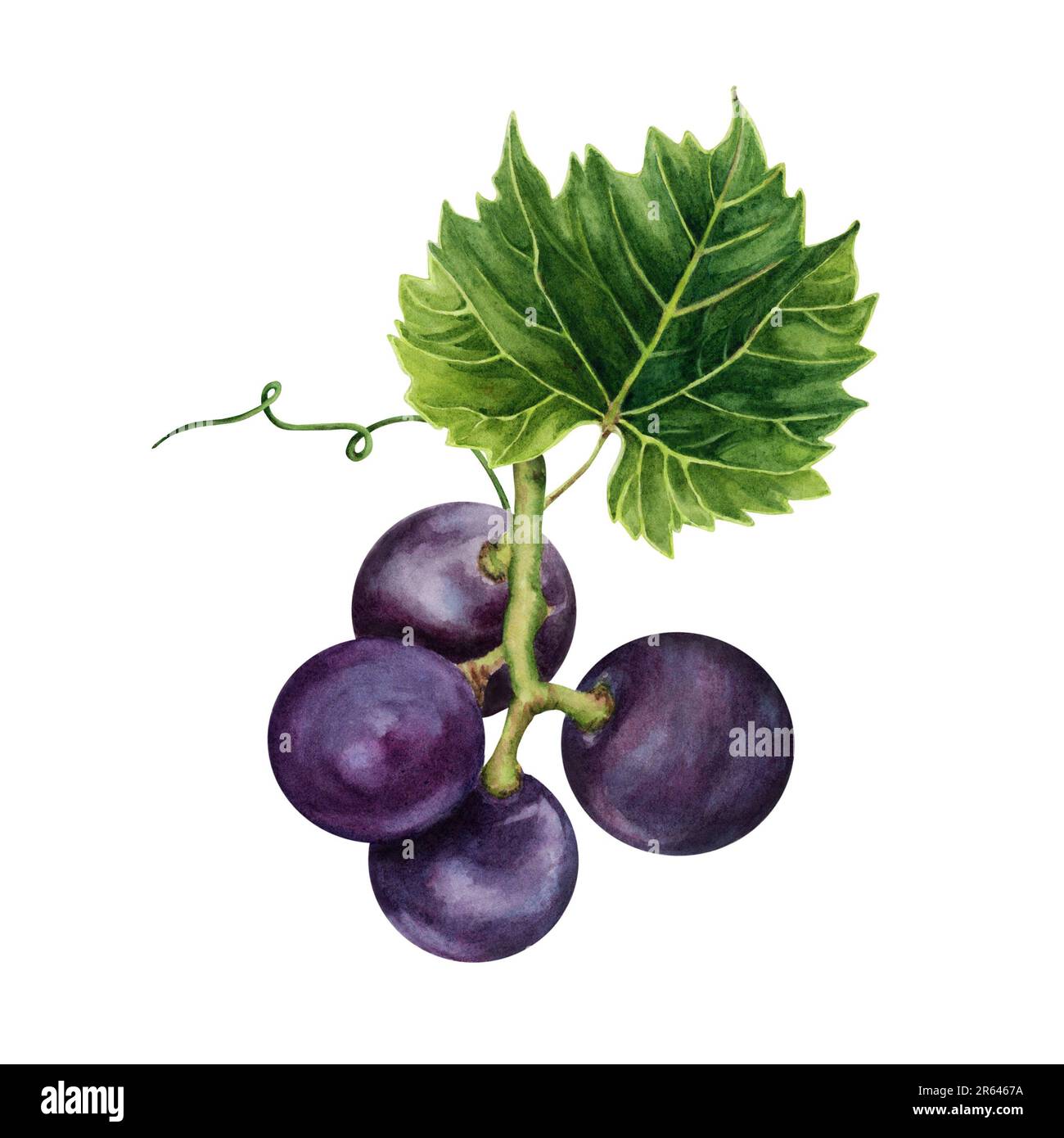 Bunch of purple grapes with a green vine leaf. Hand drawn watercolor illustration isolated on ...