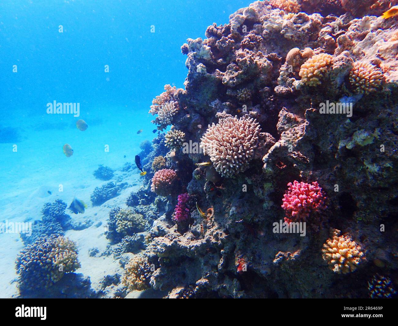 coral reef in egypt as nice natural ocean background Stock Photo - Alamy