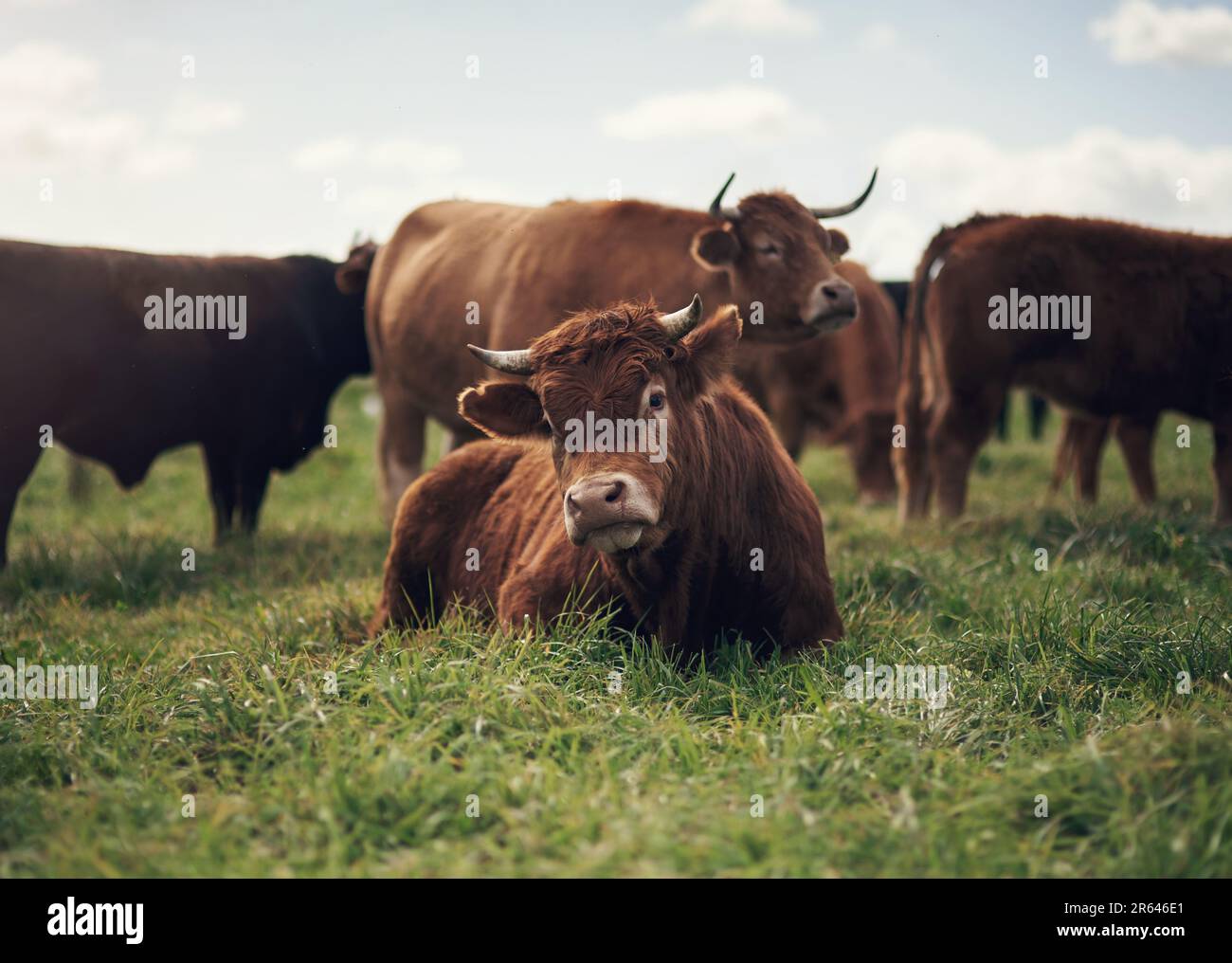 Cow, agriculture and farm landscape with grass, field of green and calm ...