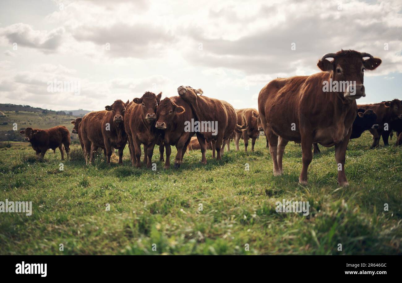 Cow, landscape and agriculture farm with grass, field of green and calm ...