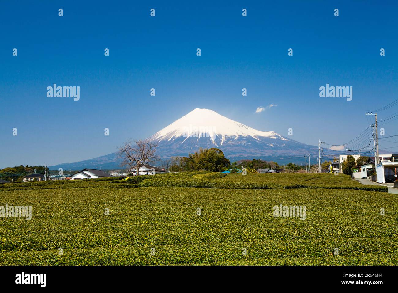 Fuji and tea plantation seen from Atsuhara, Fuji City Stock Photo - Alamy