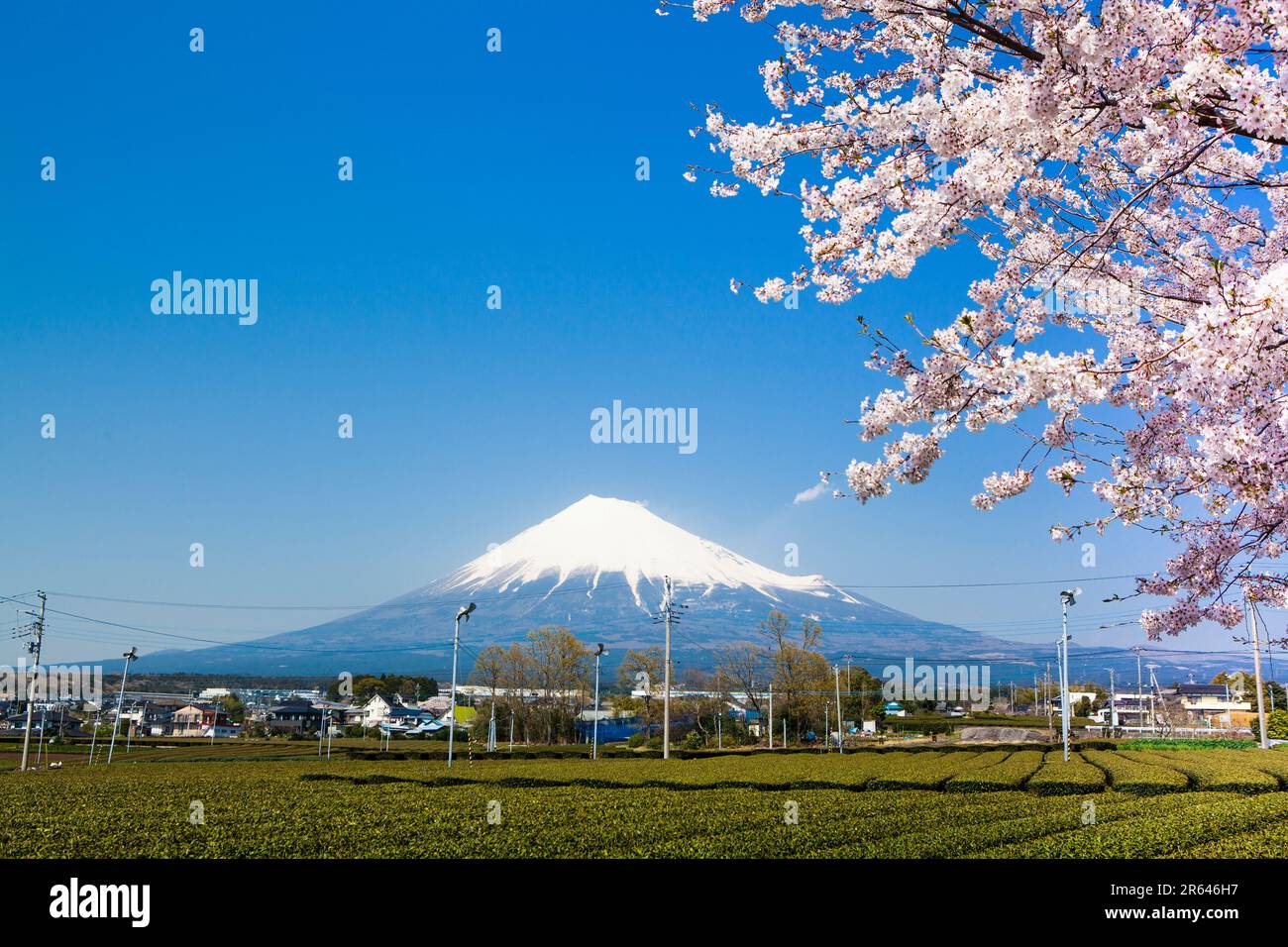 Fuji, tea plantation and cherry blossoms seen from Atsuhara, Fuji City ...