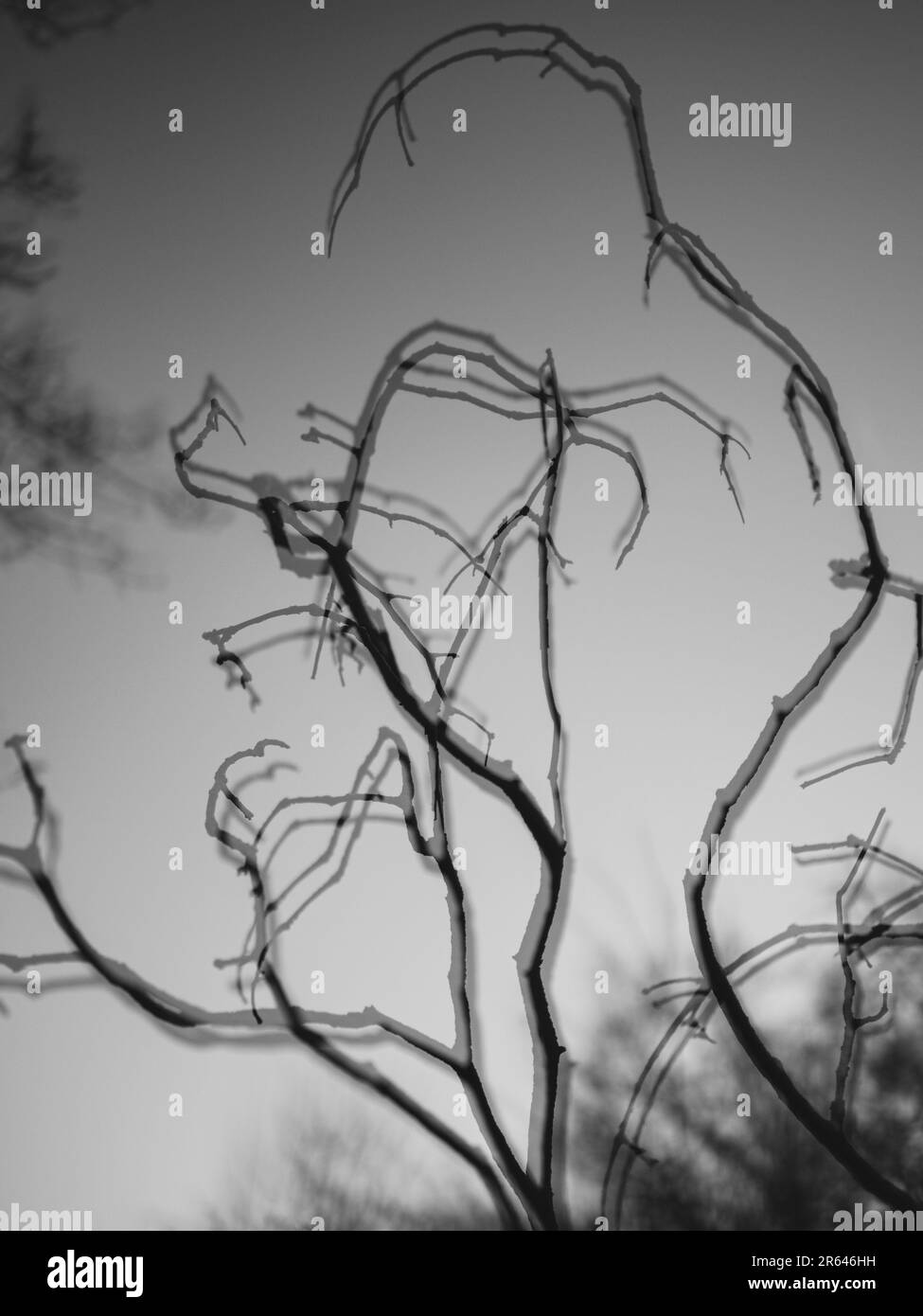 Grabbing tree hi-res stock photography and images - Alamy