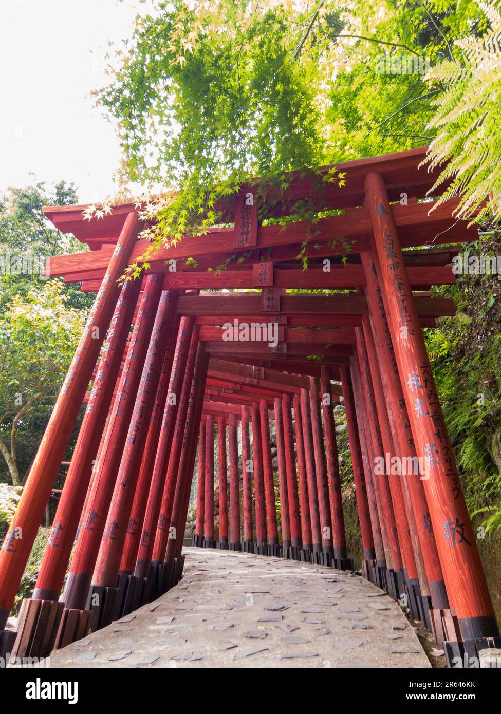 Torii gate of Yutoku Inari Shrine Stock Photo - Alamy