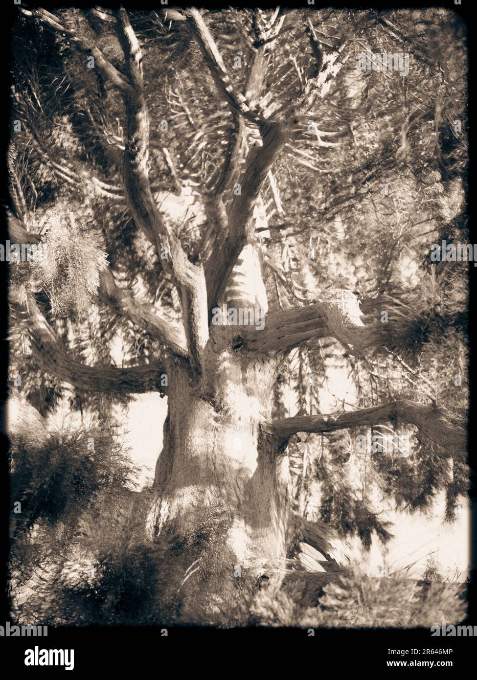 Spooky Ghostly, Tree, Landscape, Caversham Court, Caversham, Reading ...