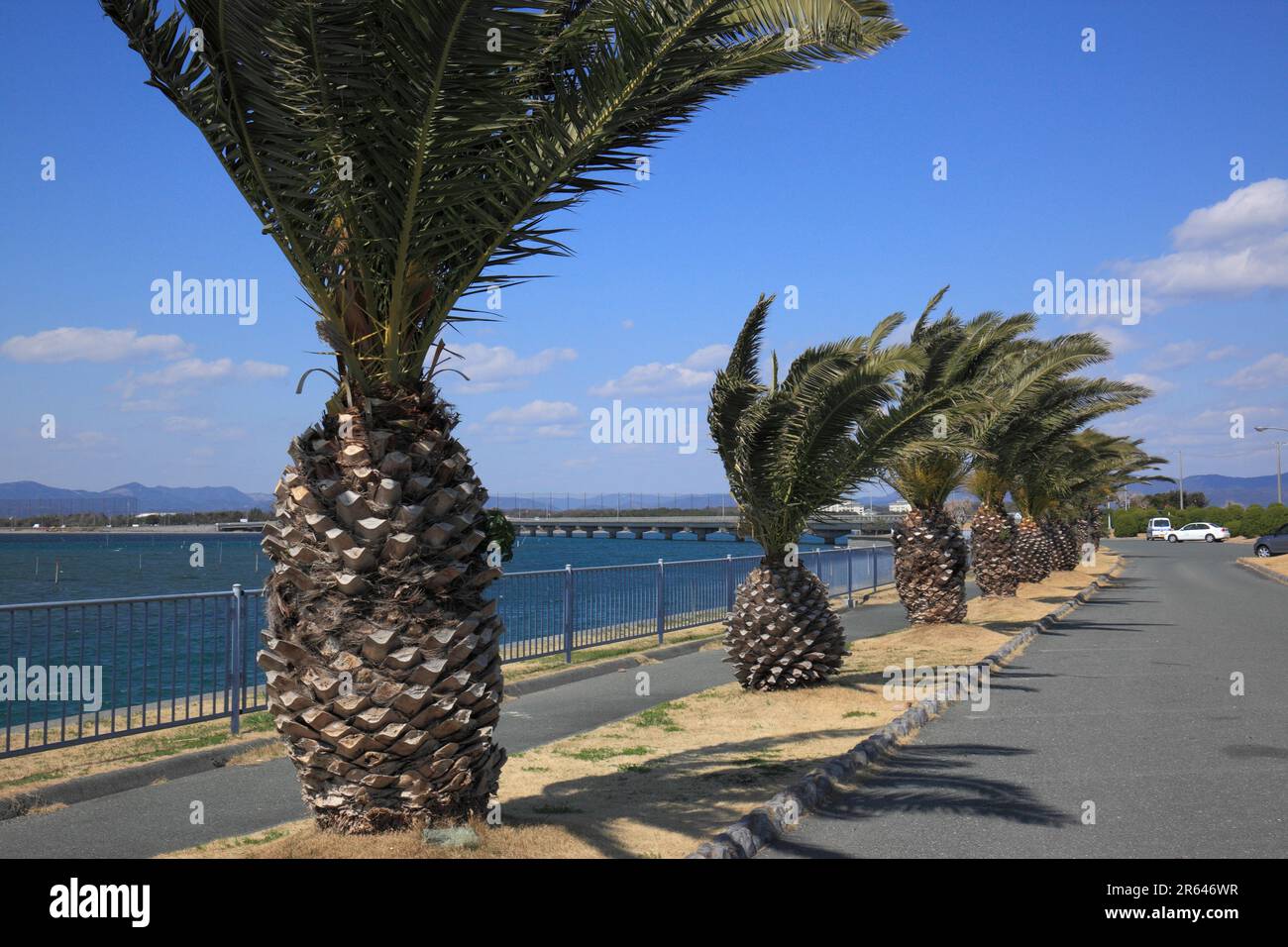 Lake Hamana and Palm Trees Stock Photo - Alamy