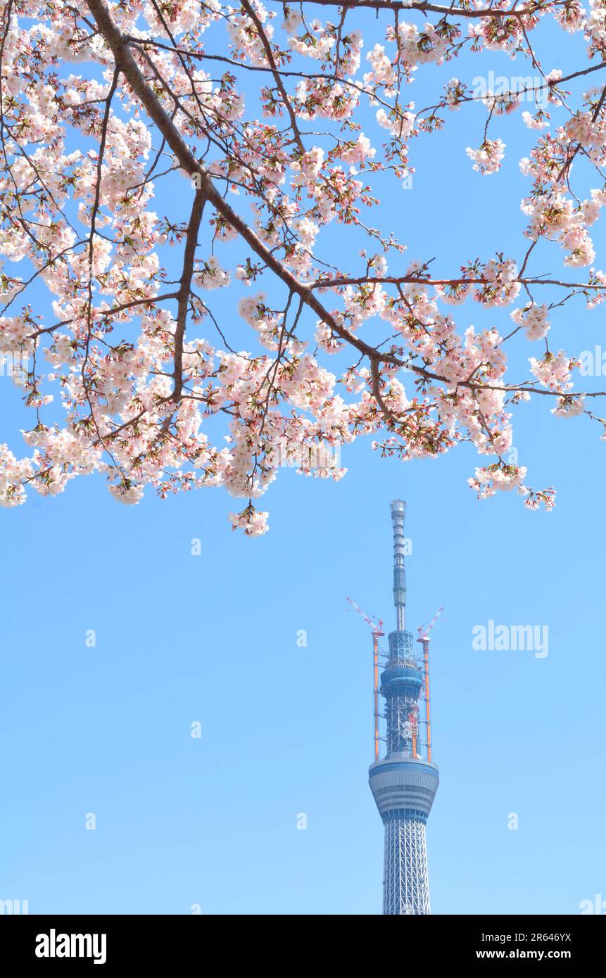 Cherry blossoms and Tokyo Sky Tree from Sumida Park Stock Photo - Alamy
