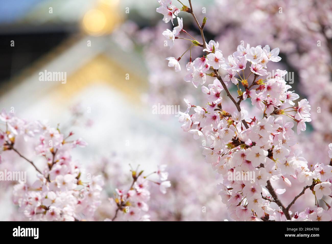 Cherry blossoms in full bloom and Osaka Castle Stock Photo - Alamy
