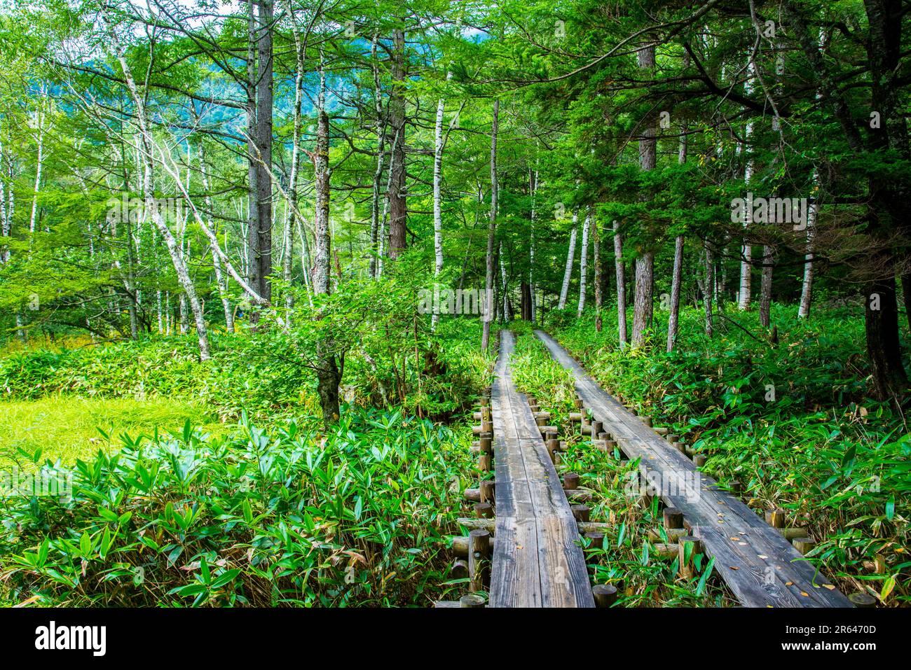 Japan nature trail hi-res stock photography and images - Alamy
