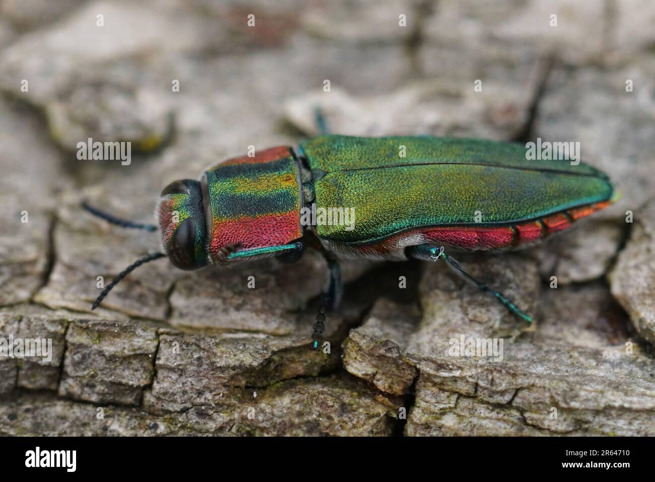 Natural detailed closeup on a colorful green and red metallic jewel ...