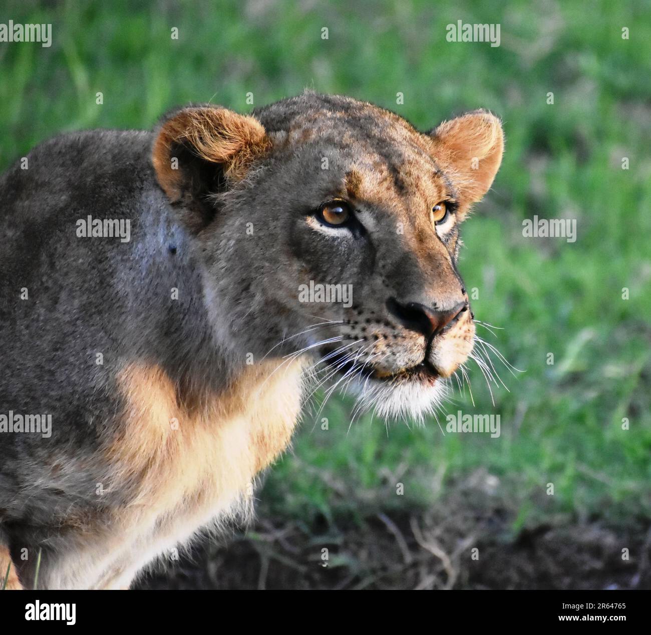 Lioness hunt hi-res stock photography and images - Alamy