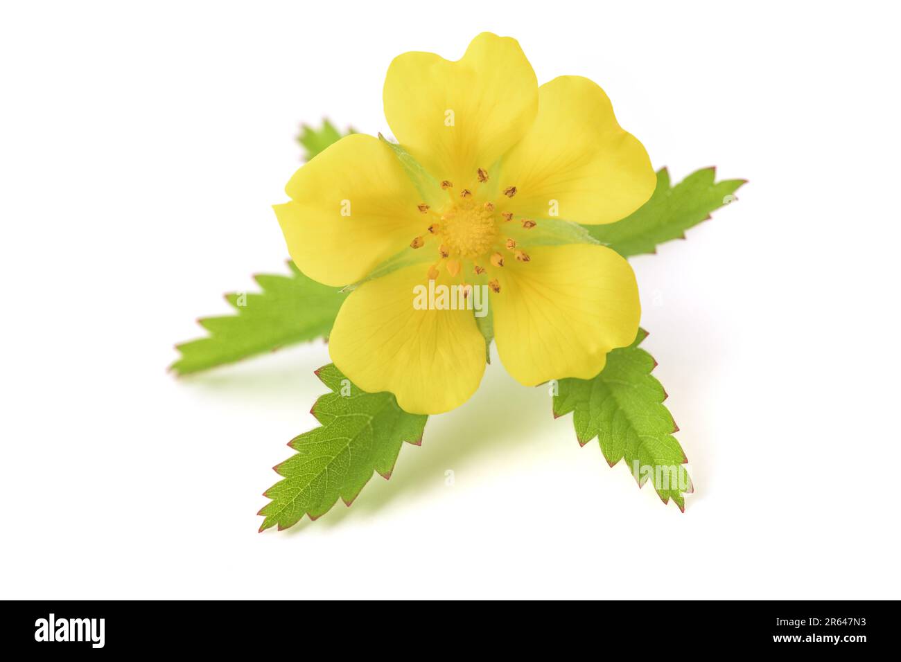 Creeping cinquefoil flower isolated on white background Stock Photo - Alamy
