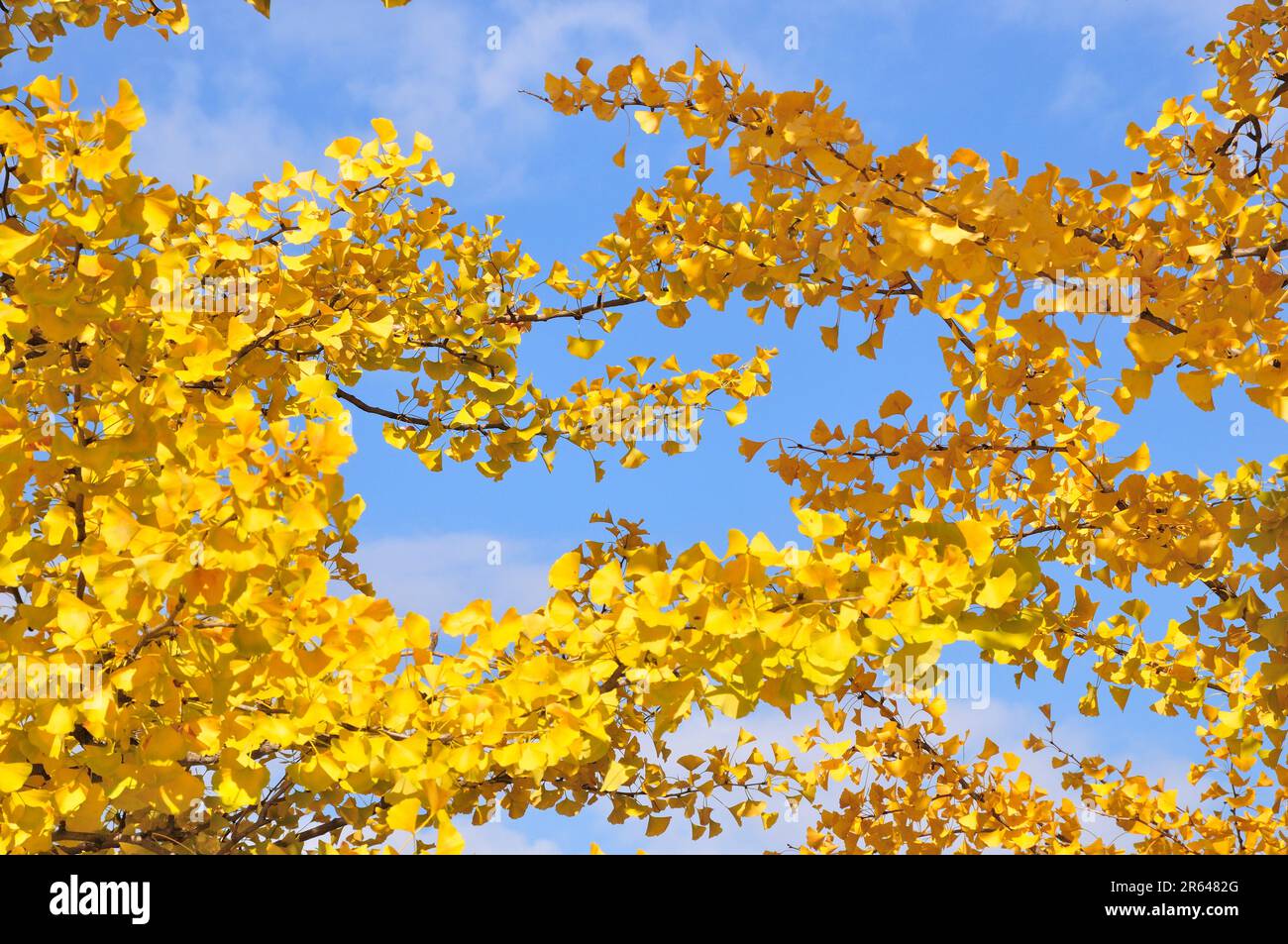 Ginkgo color hi-res stock photography and images - Alamy