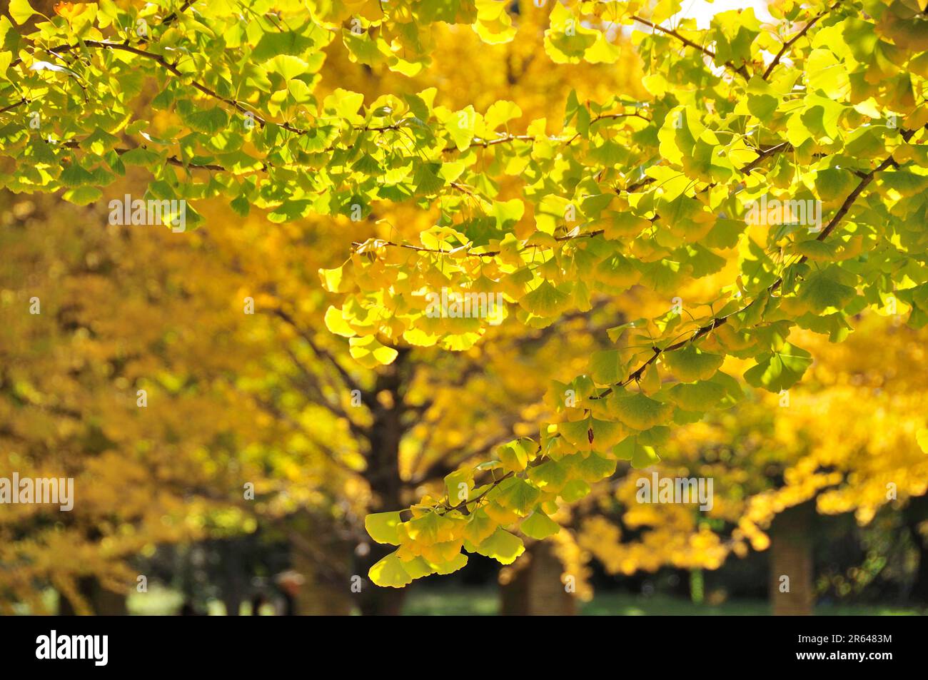 Ginkgo color hi-res stock photography and images - Alamy