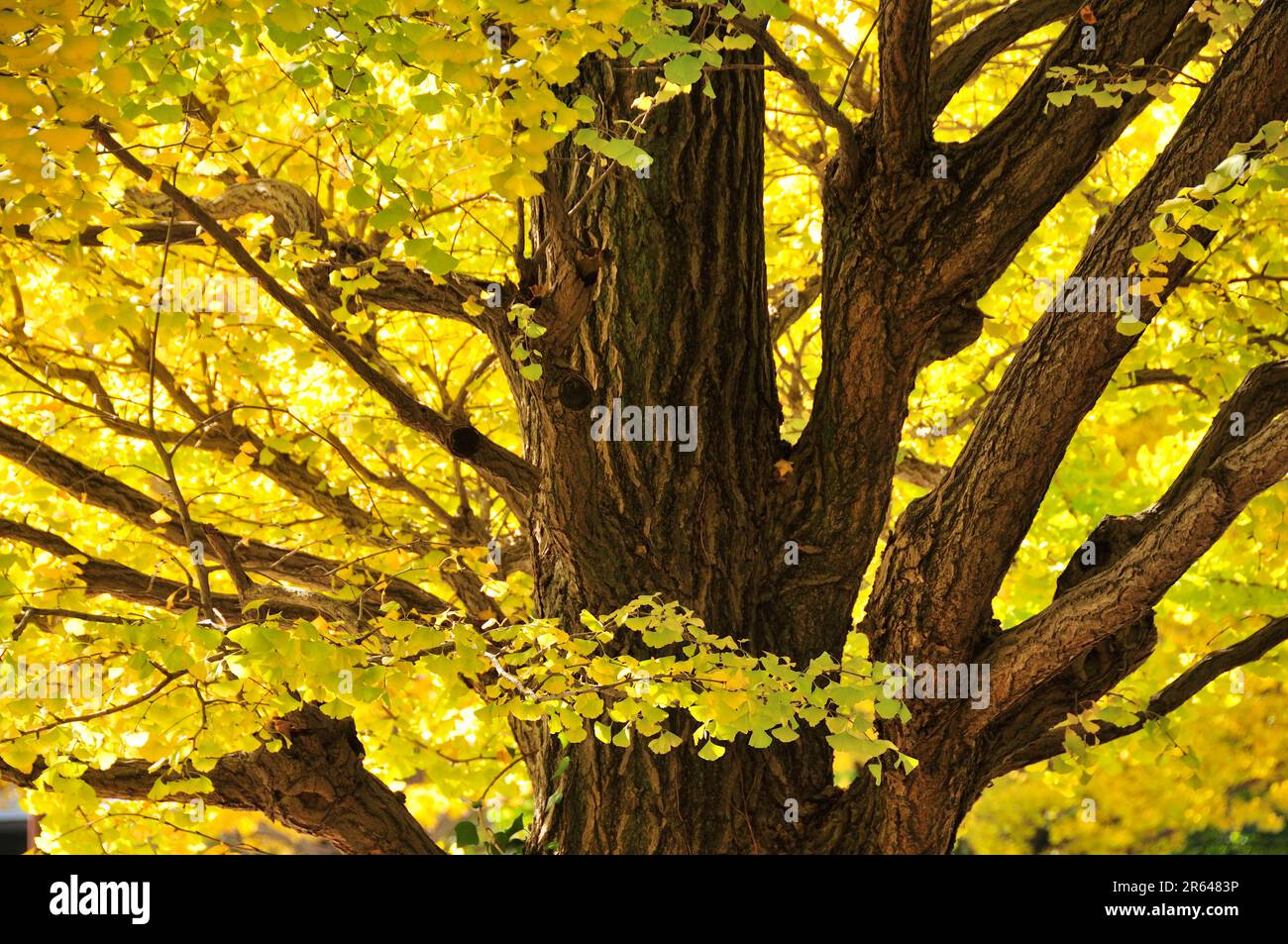 Ginkgo color hi-res stock photography and images - Alamy