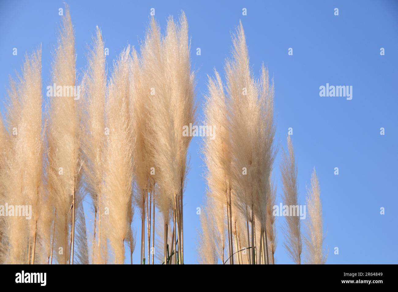 Pampas grass outdoors hi-res stock photography and images - Alamy