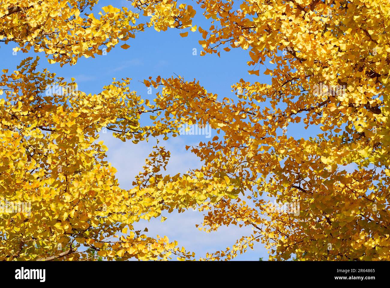 Ginkgo color hi-res stock photography and images - Alamy