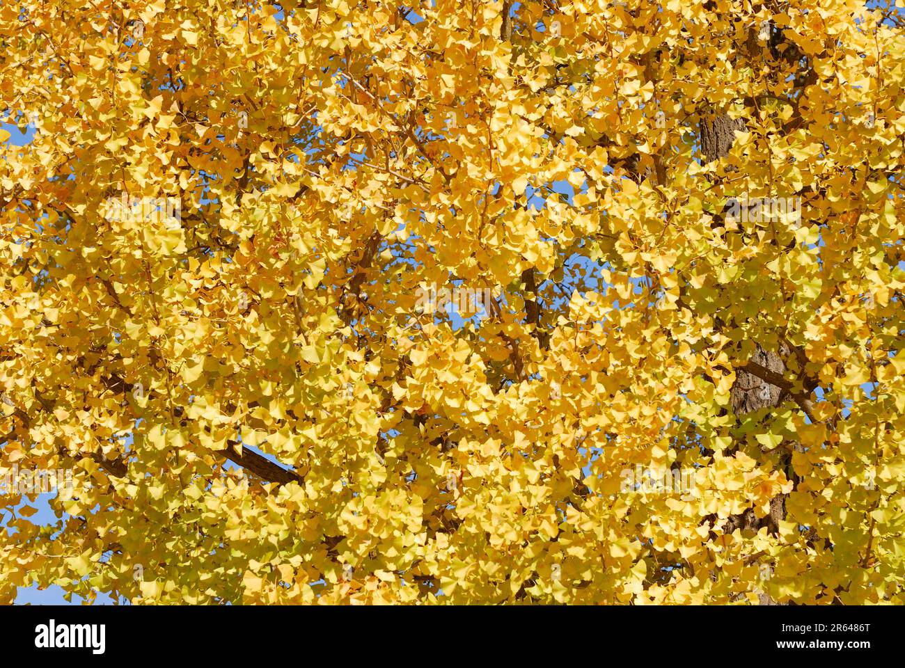 Ginkgo color hi-res stock photography and images - Alamy
