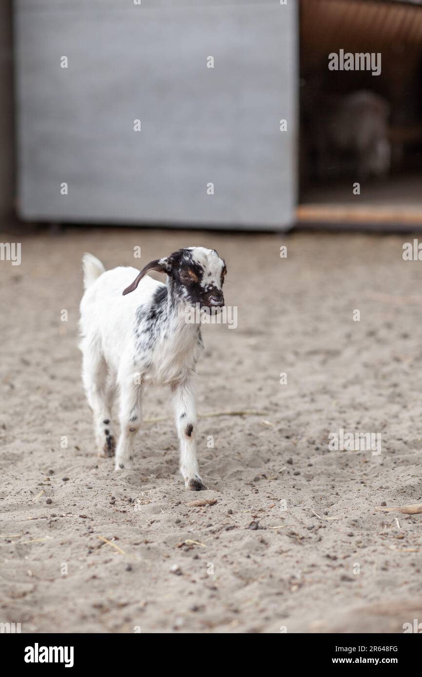 Close-up black-and-white small goat. Jolly horned goats and small ...