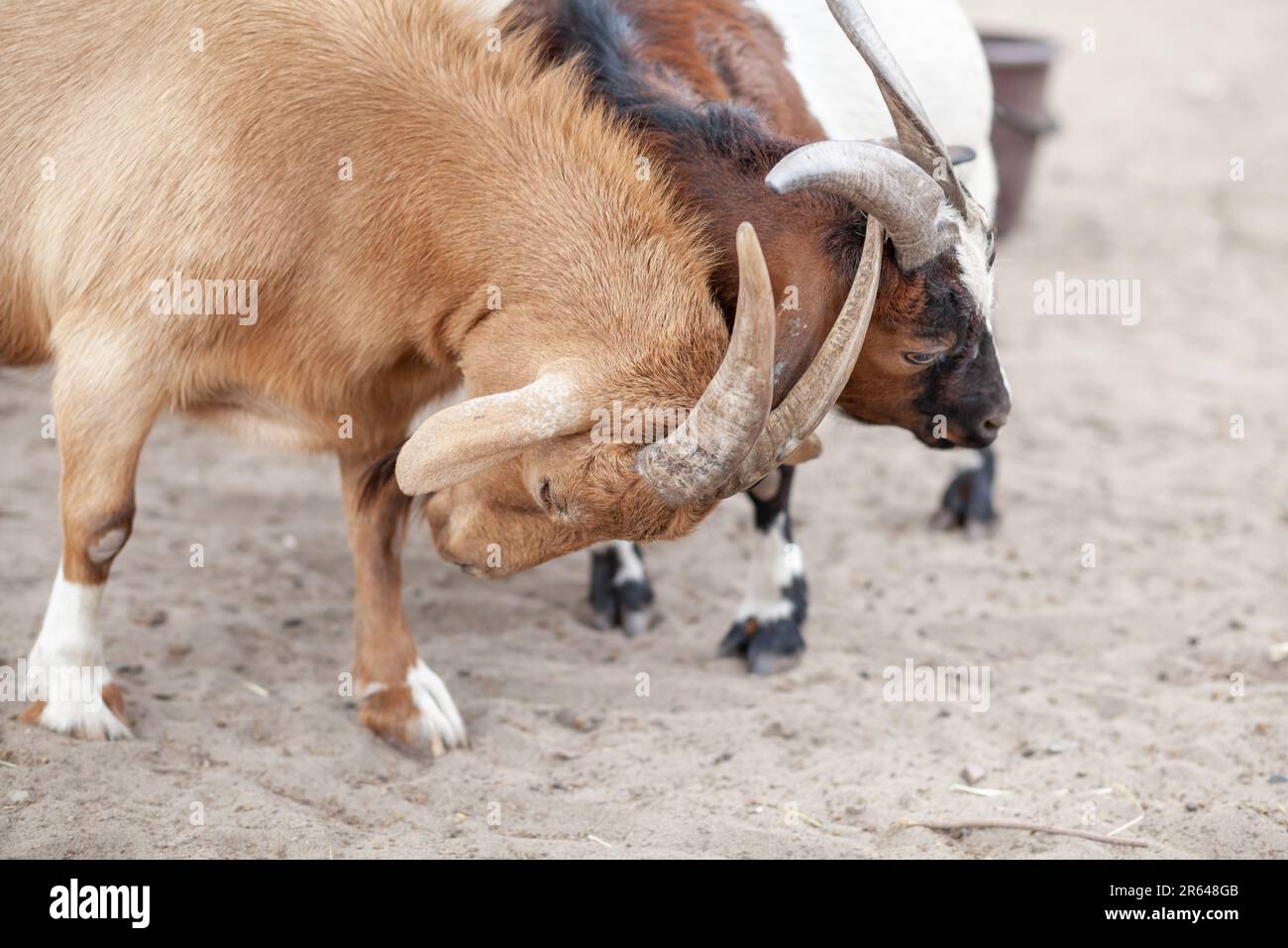 Jolly horned goats and small spotted goats play on the farm Stock Photo ...