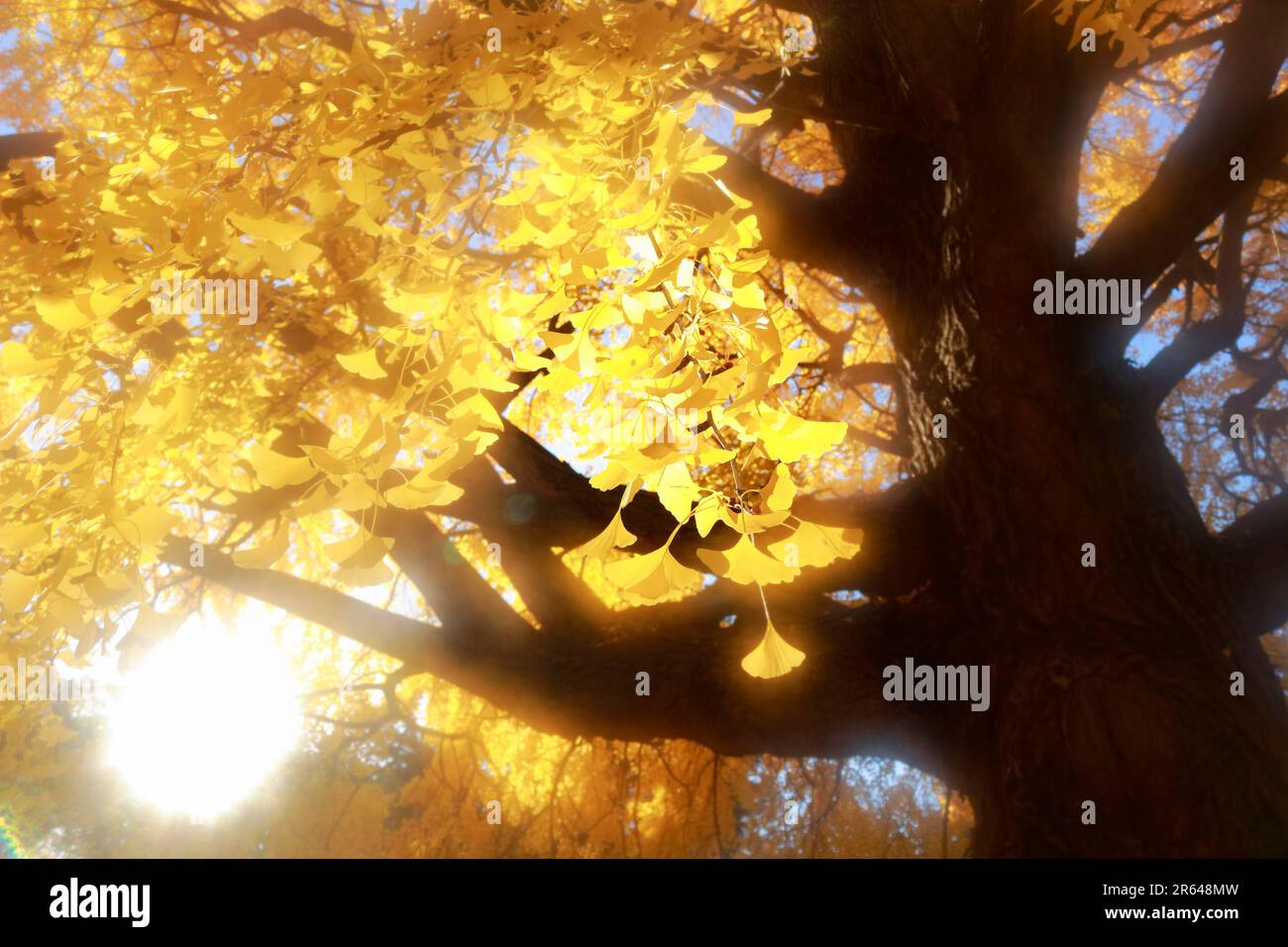 Gingko tree asia hi-res stock photography and images - Alamy