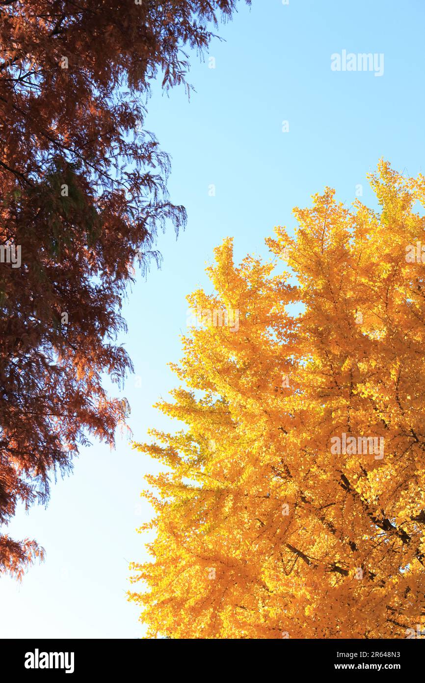 Autumn leaves of Gingko Stock Photo - Alamy
