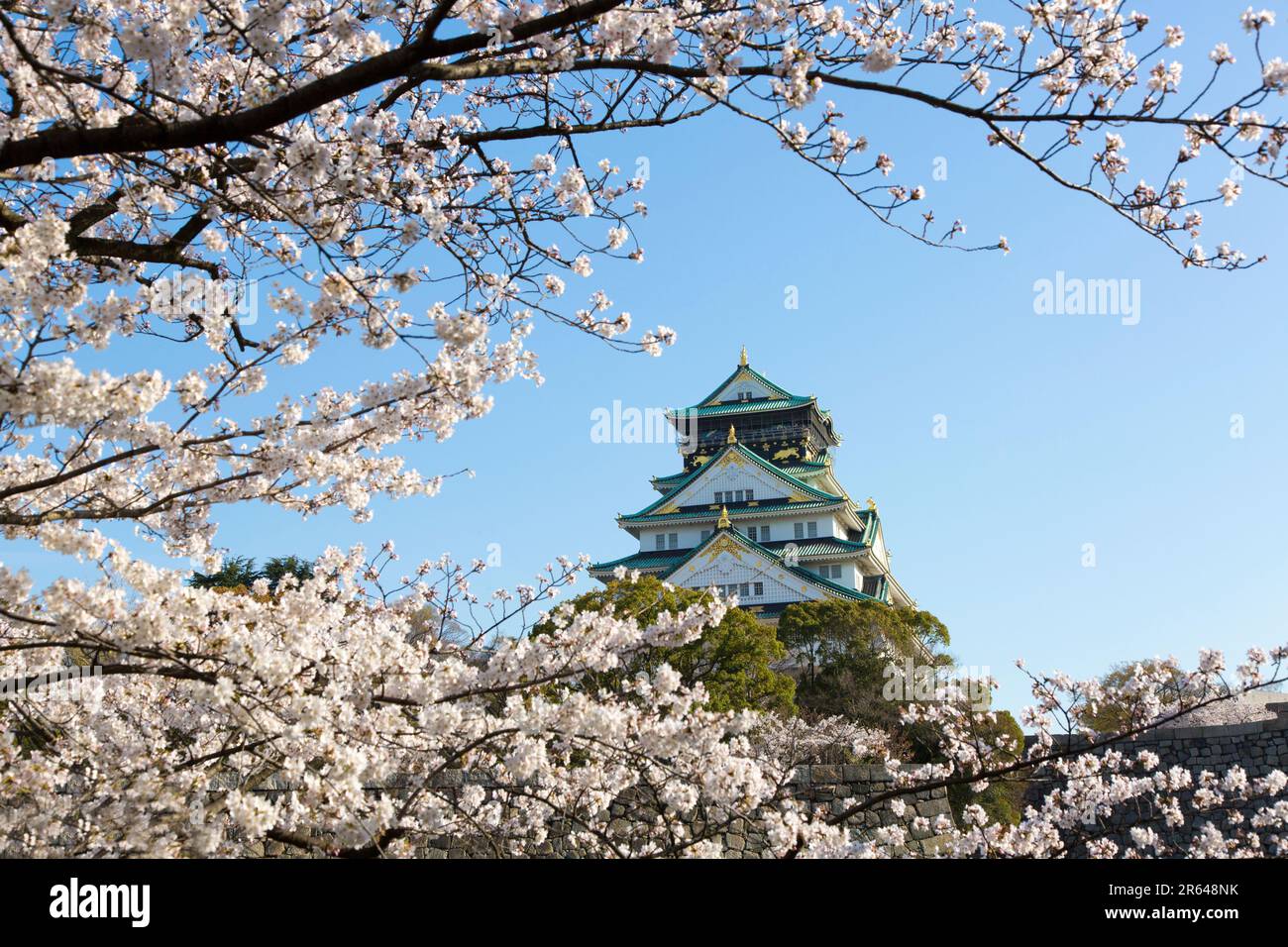 Blooming cherry blossom trees at Osaka Castle Stock Photo - Alamy