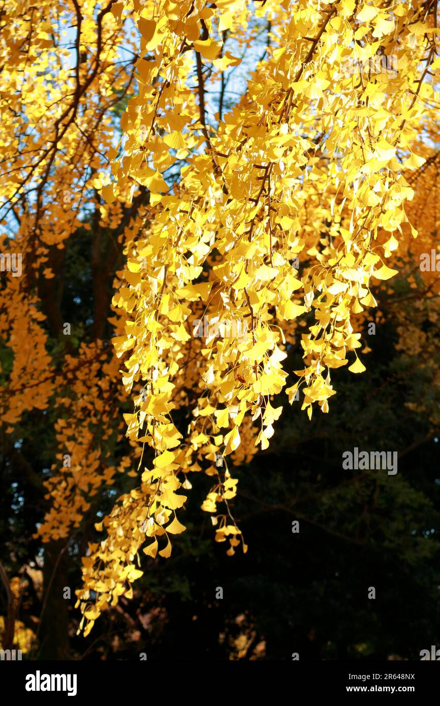 Large gingko leaf hi-res stock photography and images - Alamy