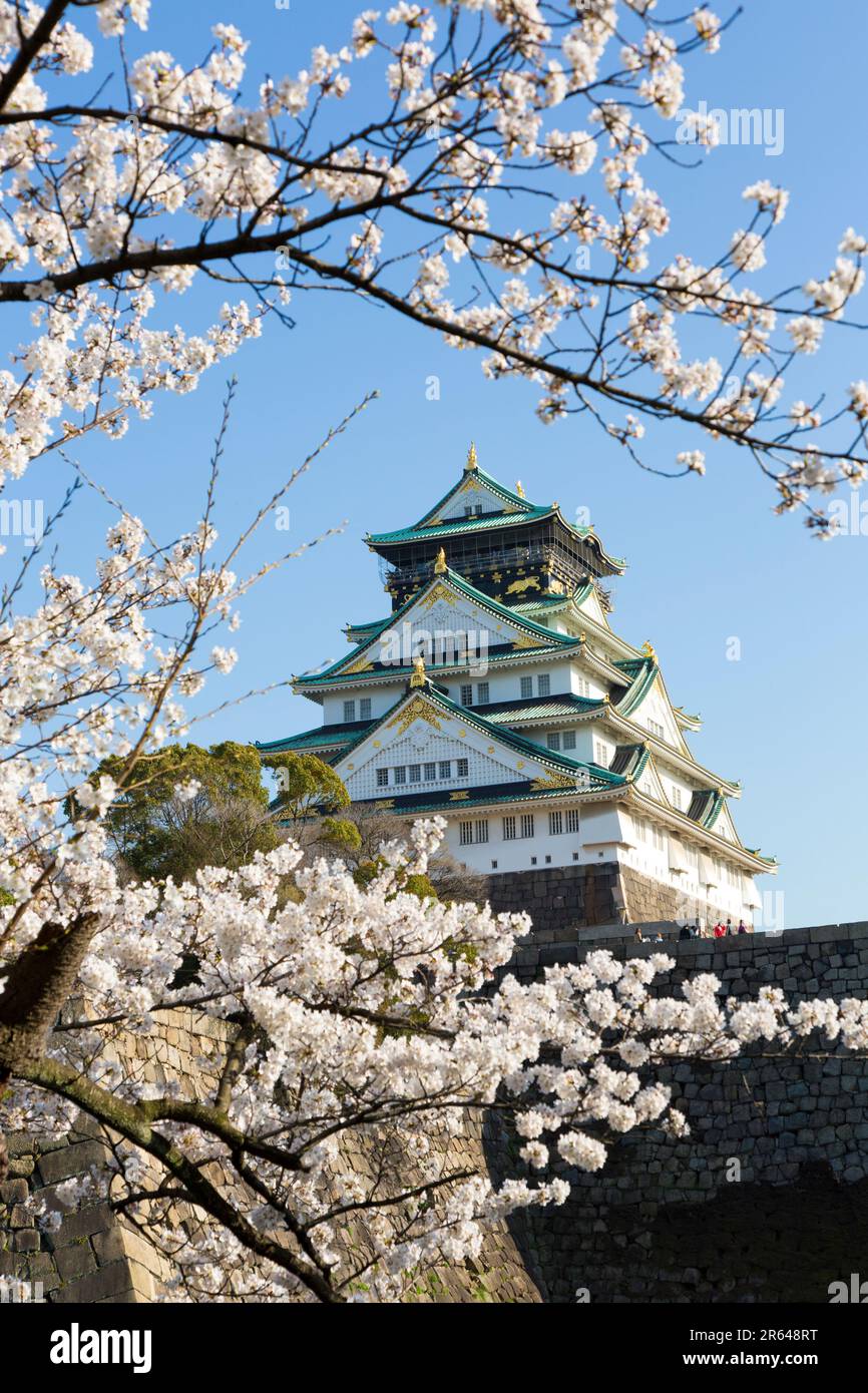 Blooming cherry blossom trees at Osaka Castle Stock Photo - Alamy