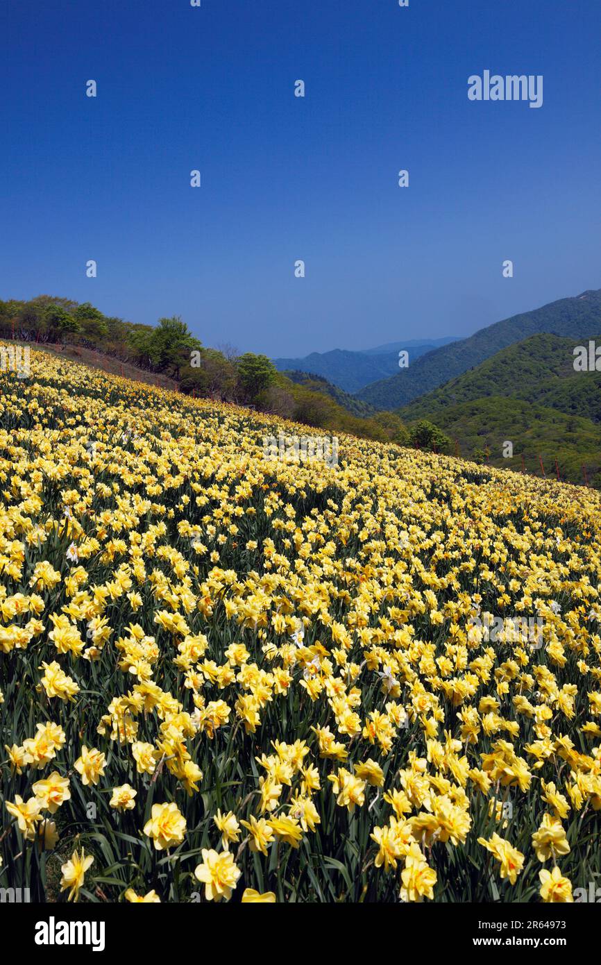 Narcissus of Lake Biwa Valley Stock Photo - Alamy
