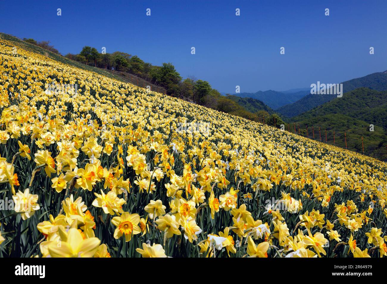 Narcissus of Lake Biwa Valley Stock Photo - Alamy