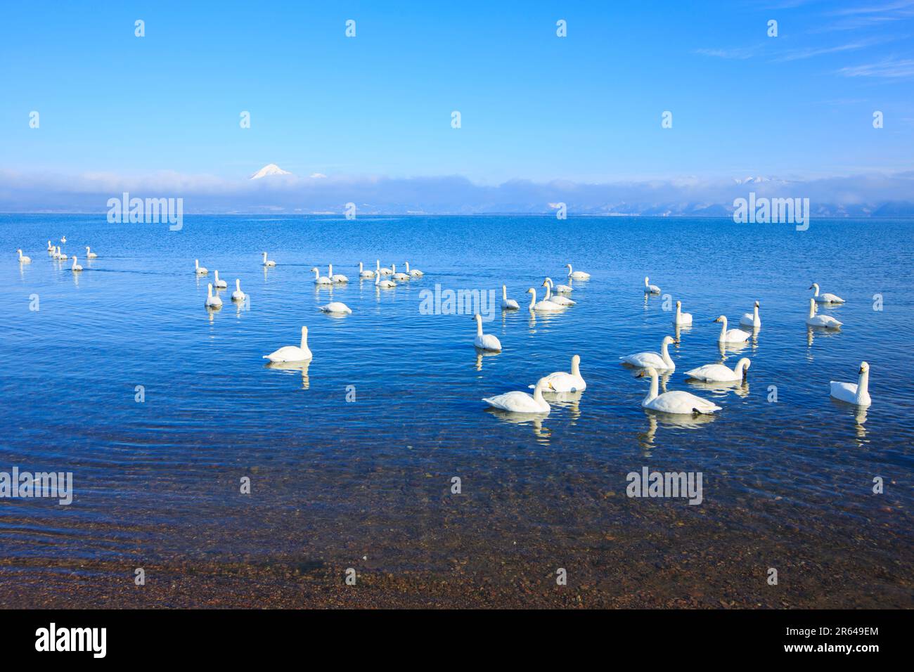 Lake Inawashiro and Swans Stock Photo - Alamy