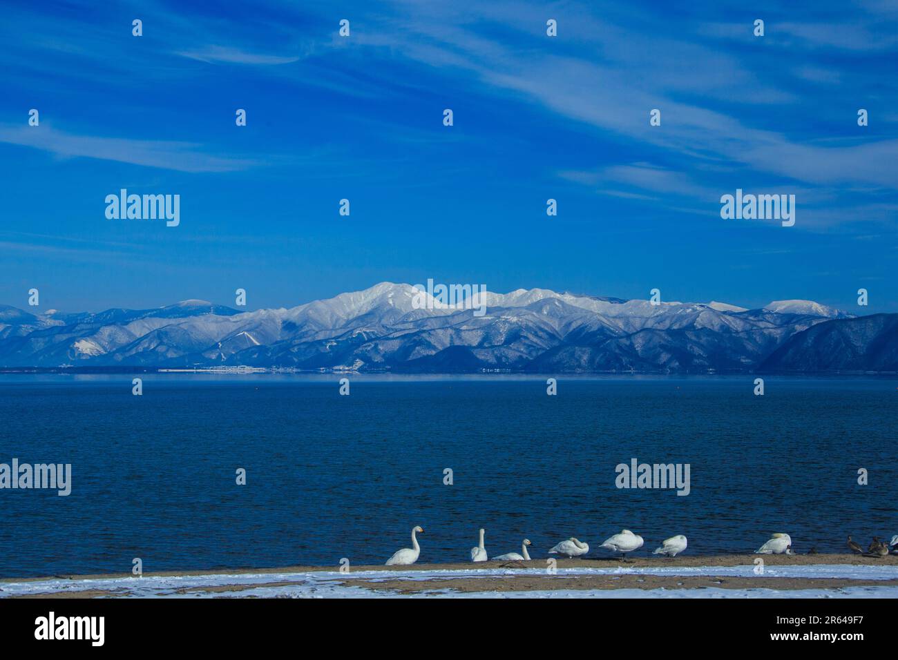 Swans, Lake Inawashiro and Mountains Stock Photo - Alamy