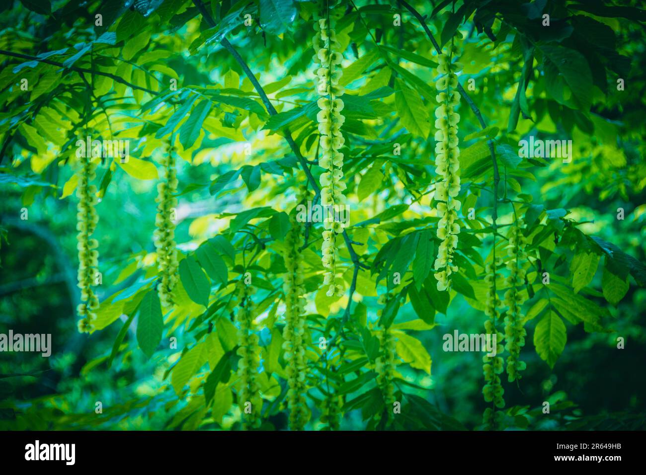 Drooping lily flowers hi-res stock photography and images - Alamy