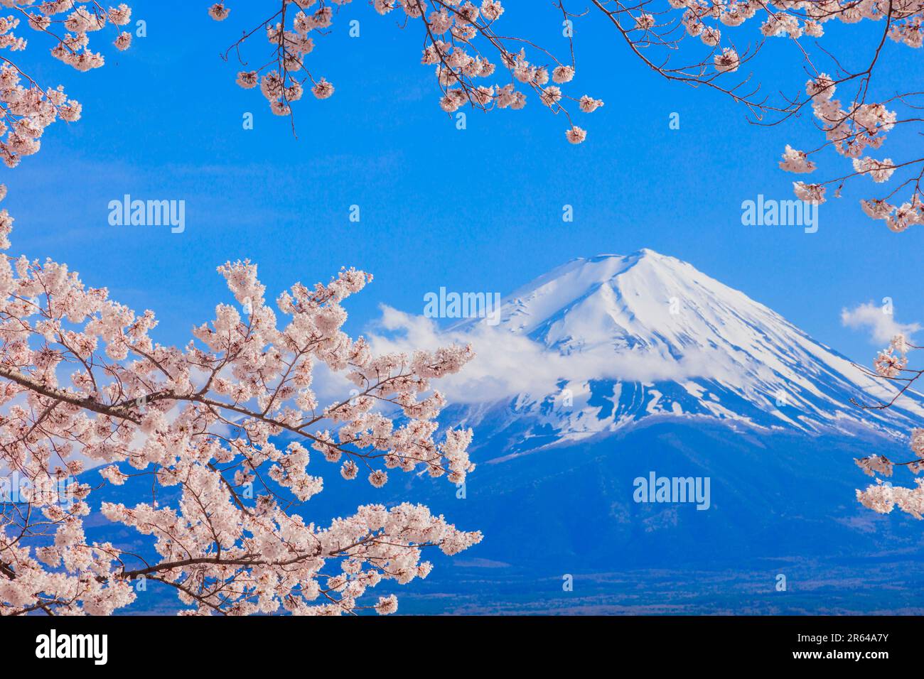 Hakone national park cherry blossoms hi-res stock photography and ...