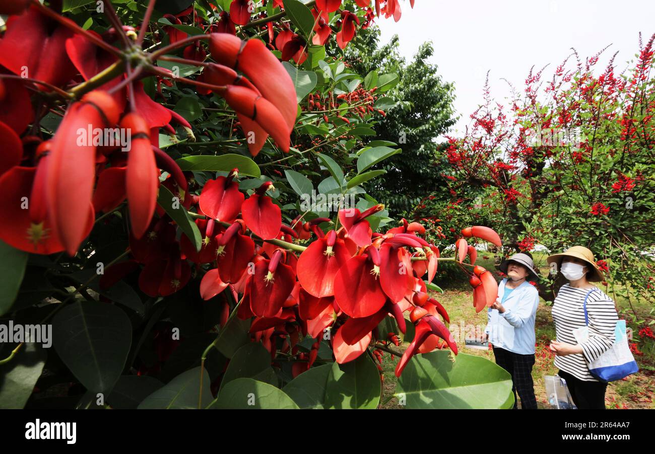 A photo shows the American Flower of Deigo, known as the cockspur coral ...